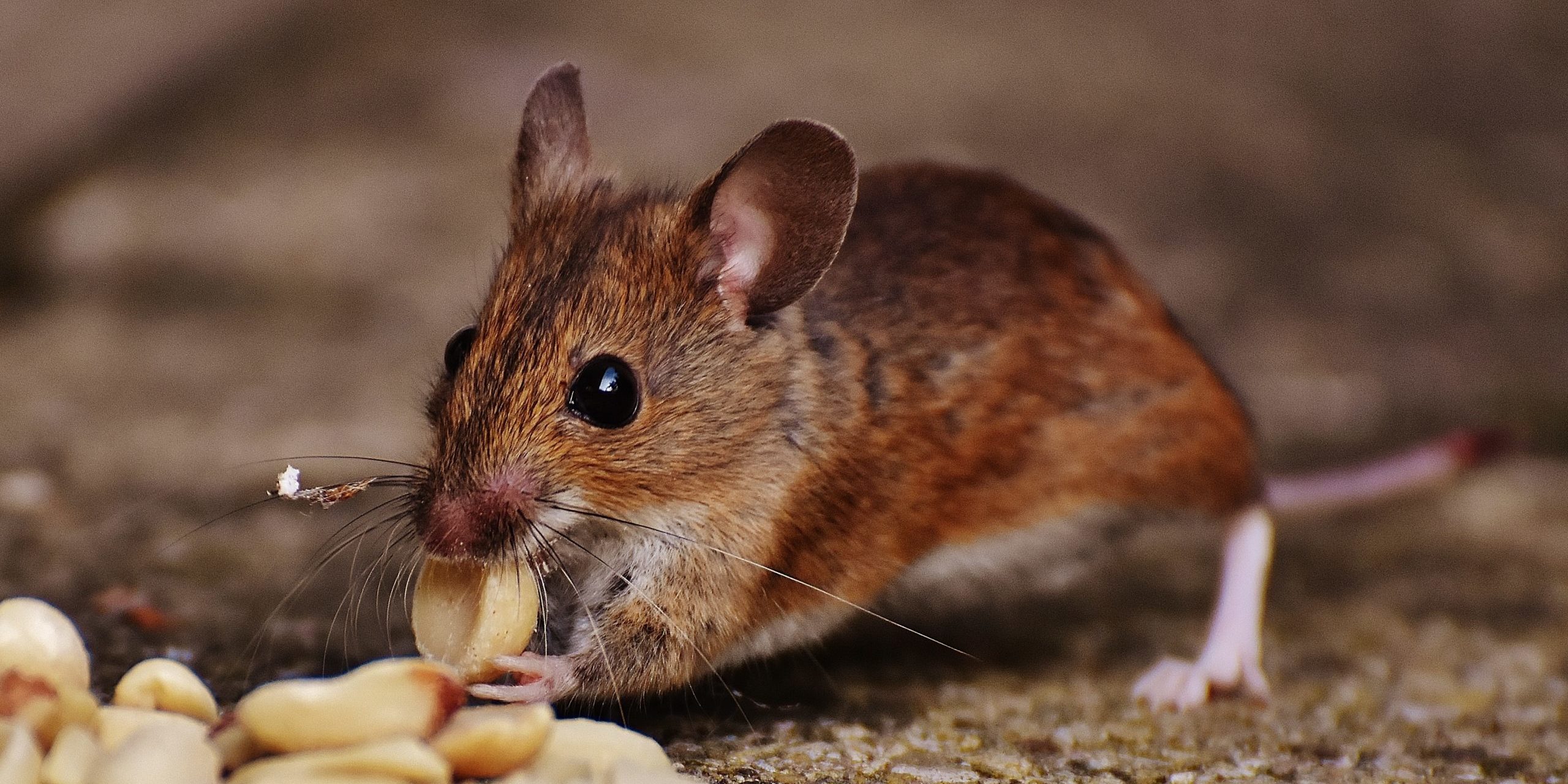Health Threats Posed by Rodents in Your Home and Business • Problem ...