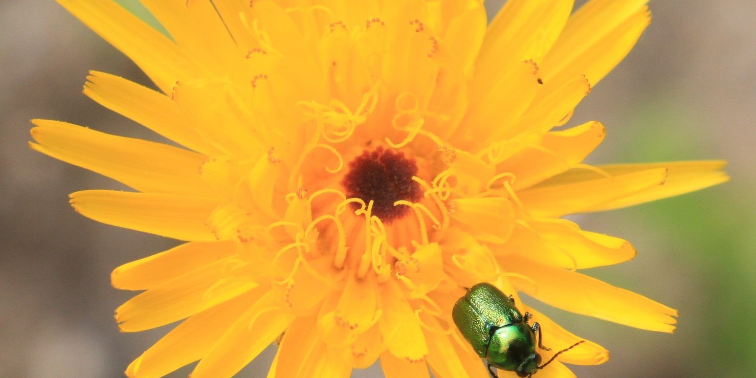 Safely Killing Pest In Your Yard • Problem Solved Pest Control