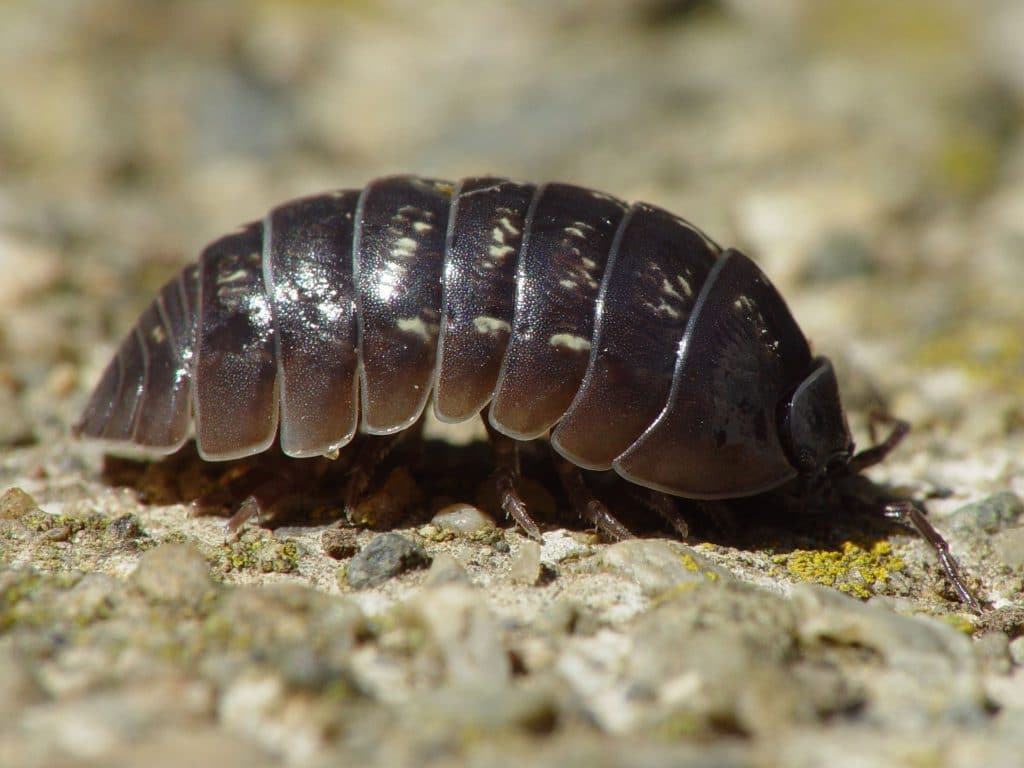 Roly Poly - Pill Bugs - What are they? • Problem Solved Pest Control