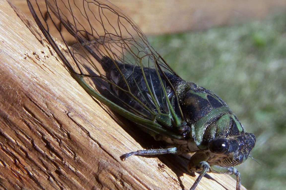 Pest Control & Exterminators | Southwest Florida | Problem Solved