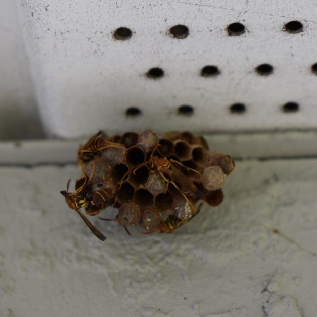 Pest Control & Exterminators | Southwest Florida | Problem Solved