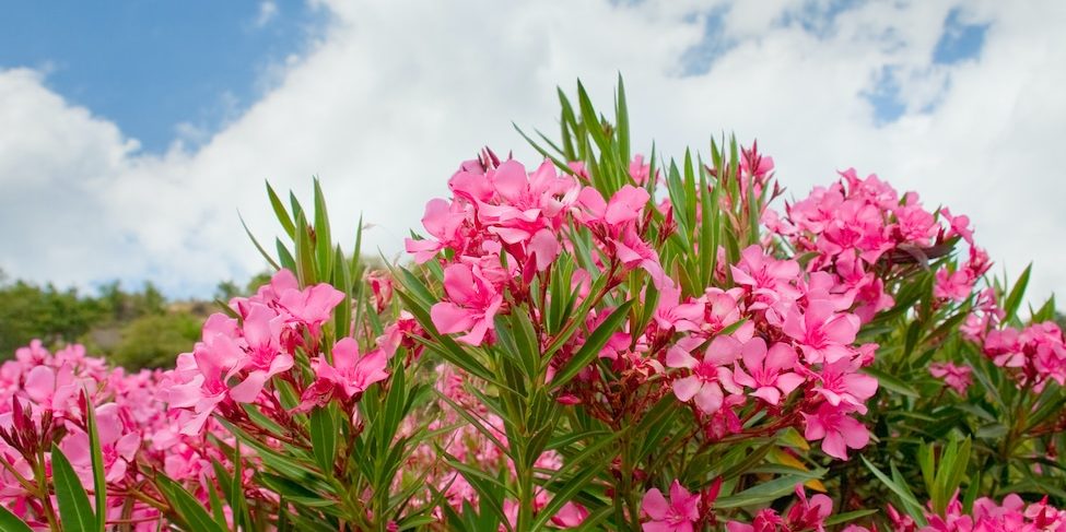 Oleander Pretty But Deadly • Problem Solved Pest Control