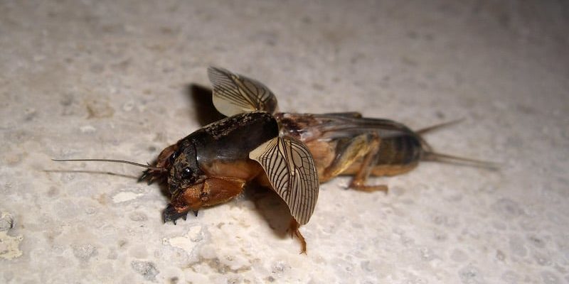 What are Mole Crickets? • Problem Solved Pest Control