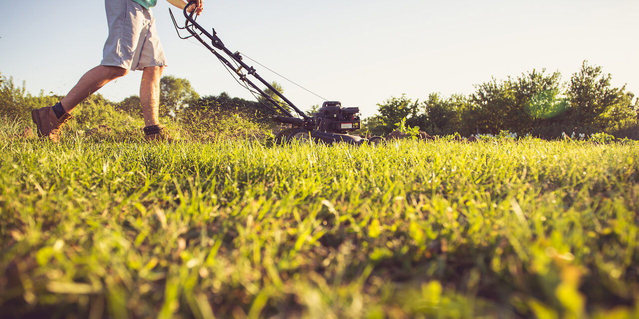 4 Free Tips on How to Care for Bahia Grass • Problem Solved Pest Control